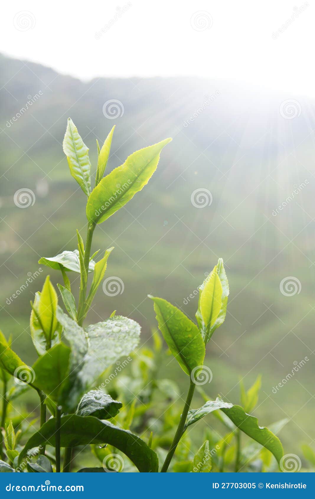 Tea leaves stock image. Image of land, farm, leafs, highland - 27703005