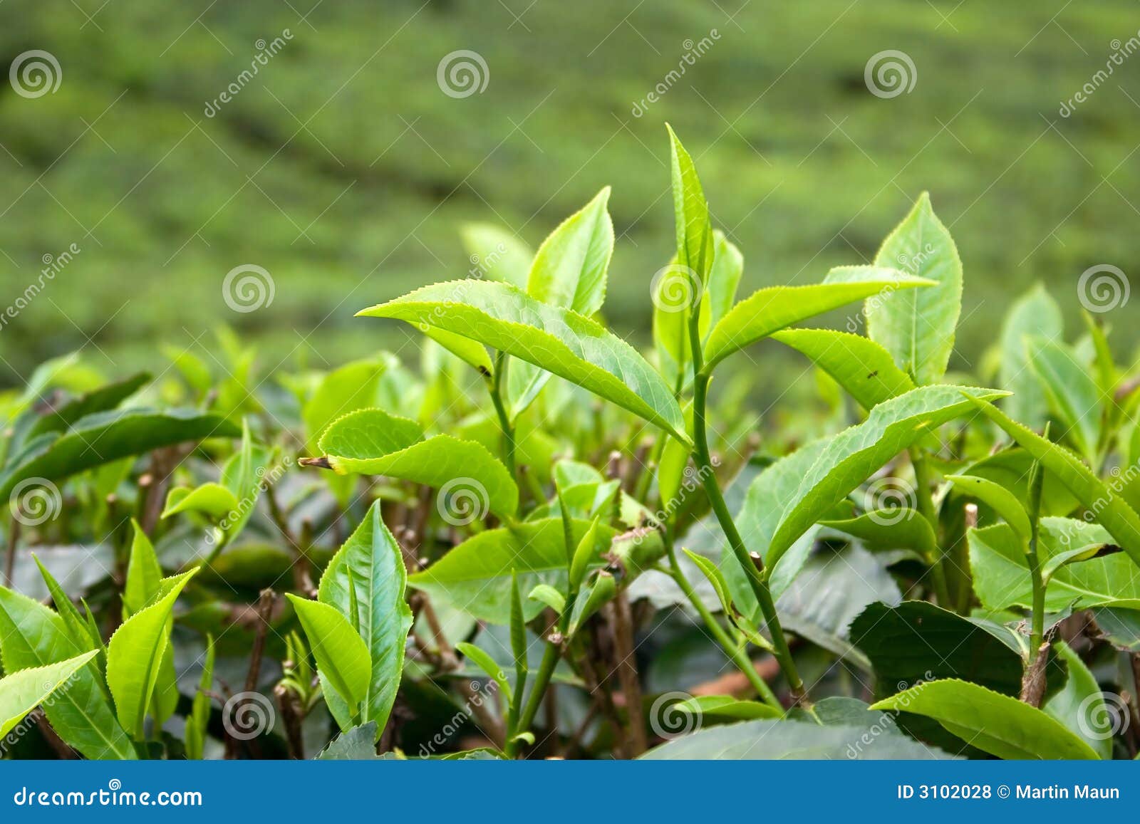 Tea Leaves stock photo. Image of work, closeup, green - 3102028
