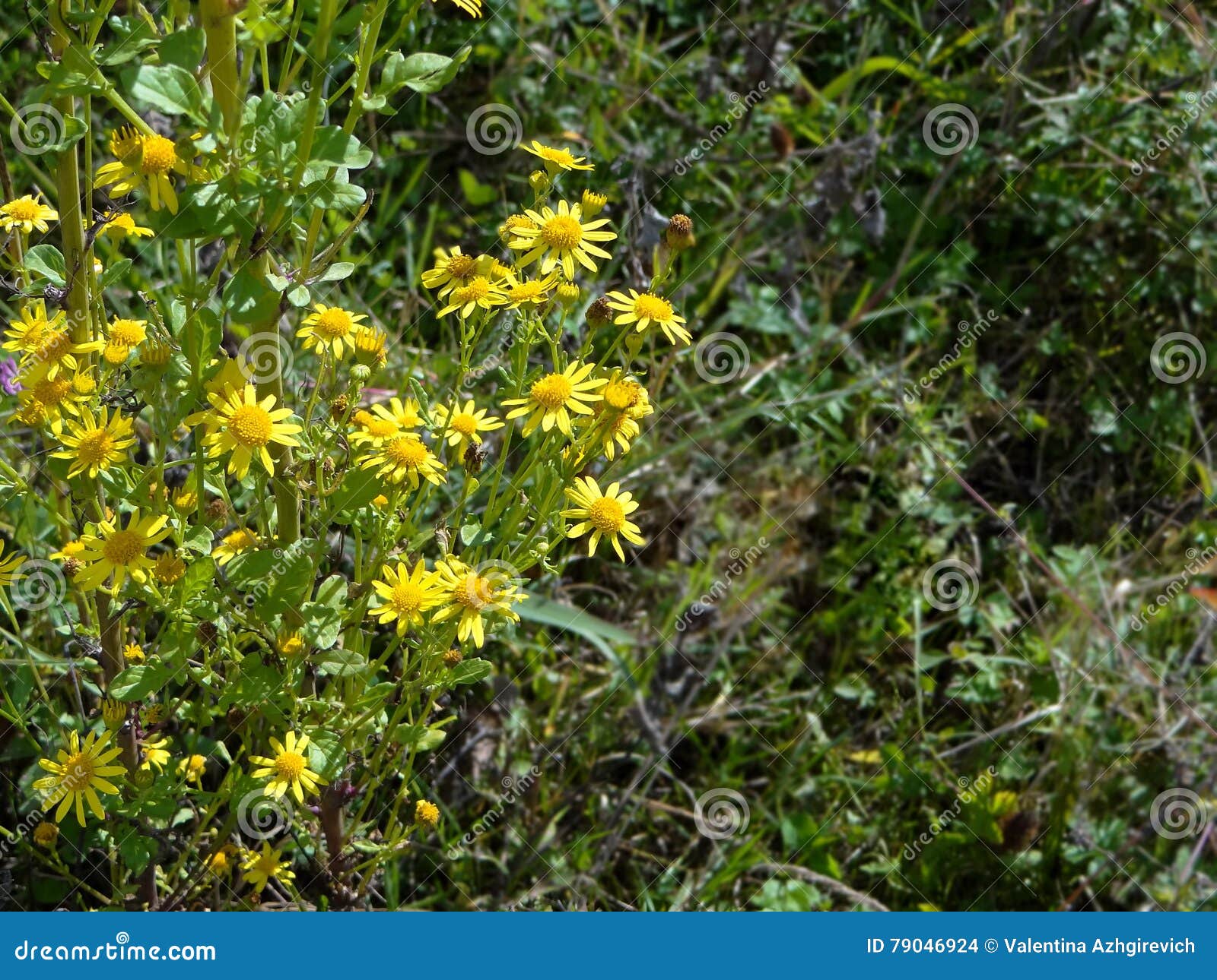 Tea leaves stock photo. Image of garden, petal, plant - 79046924