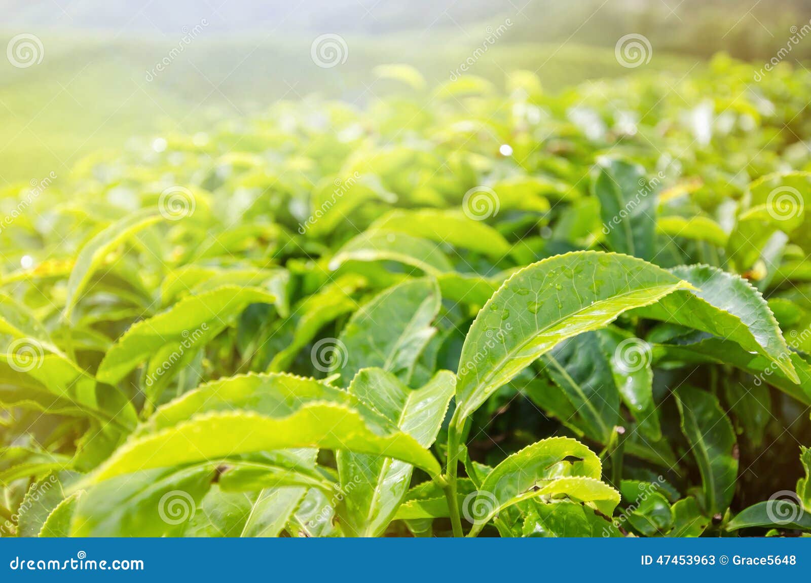 Tea leaves stock image. Image of leaf, conservation, leaves - 47453963