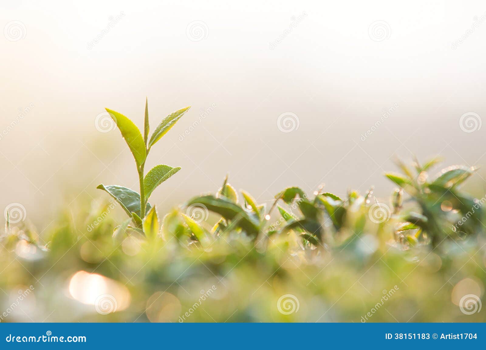 Tea leaves stock image. Image of agricultural, nature - 38151183