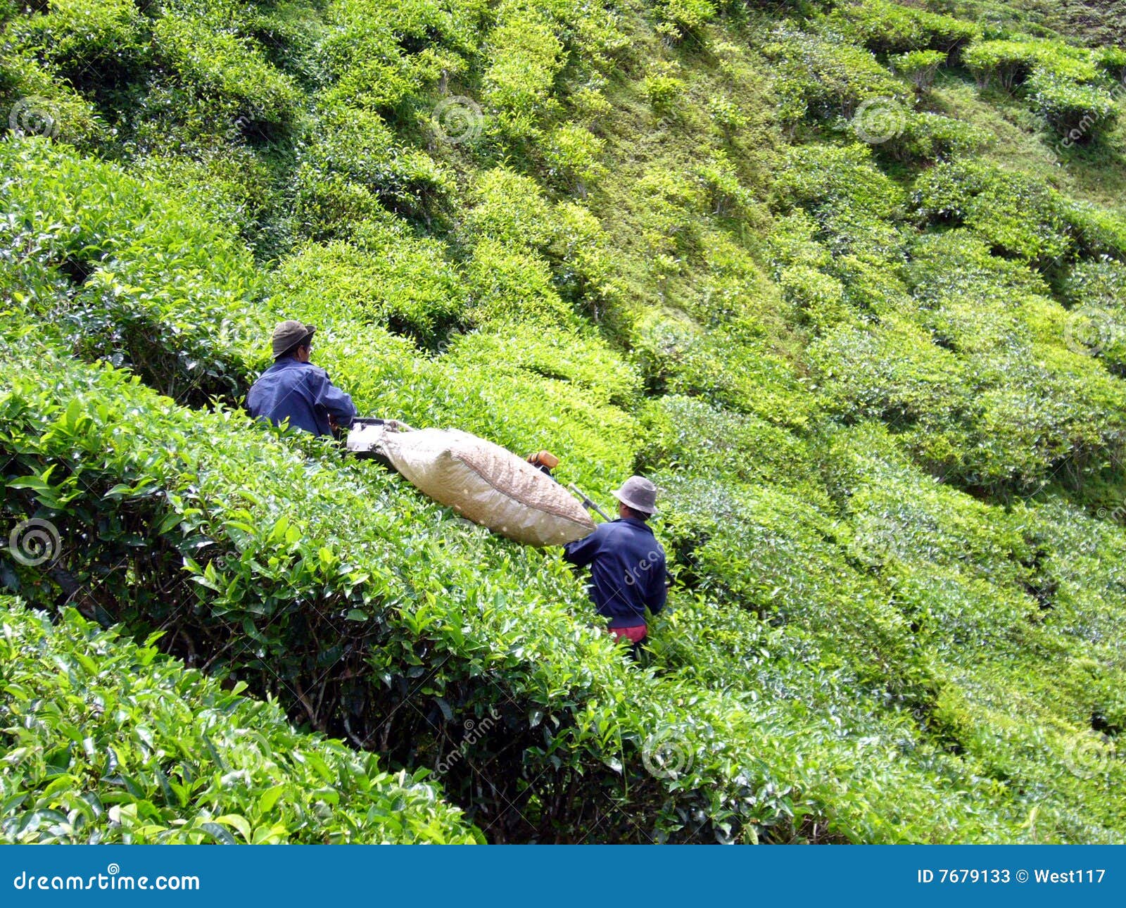 Tea leaves cutting stock image. Image of green, plants - 7679133