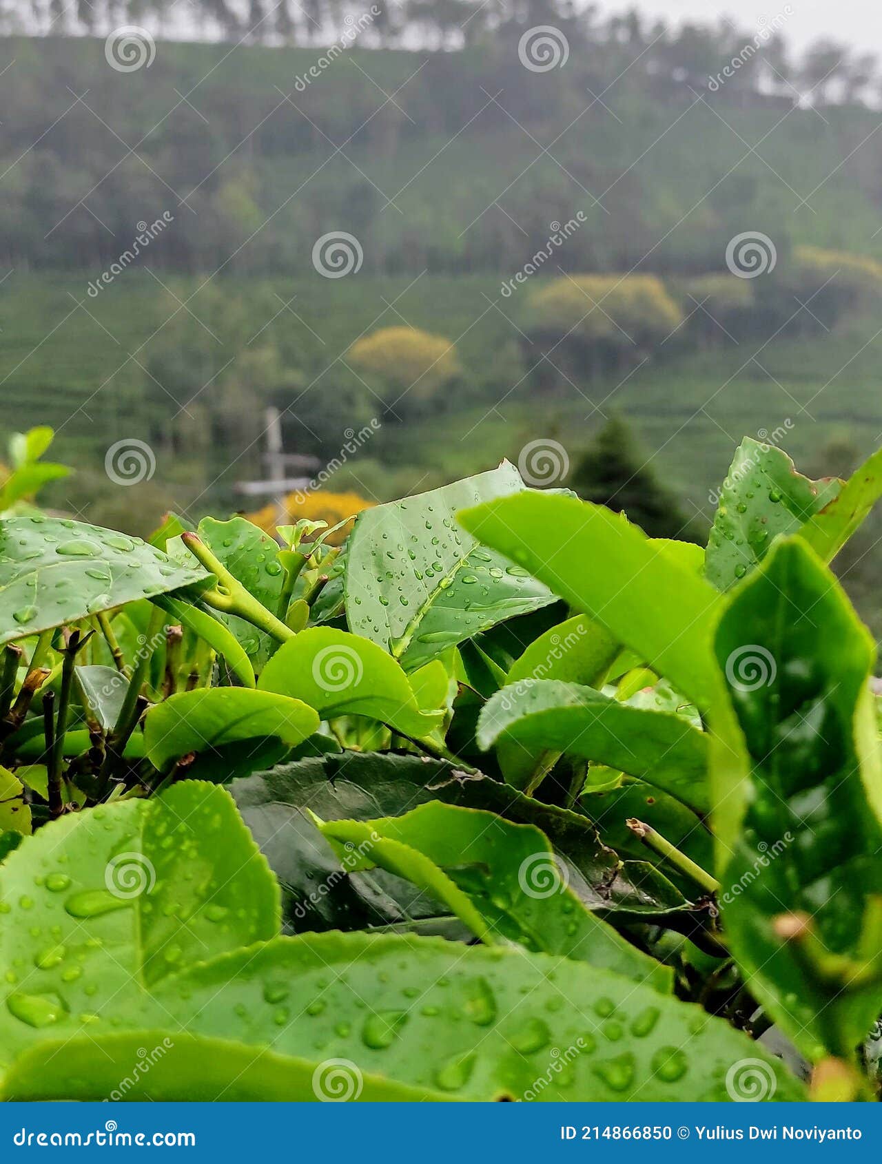 Tea Leaves that are Exposed To Dew in the Morning Stock Photo - Image ...