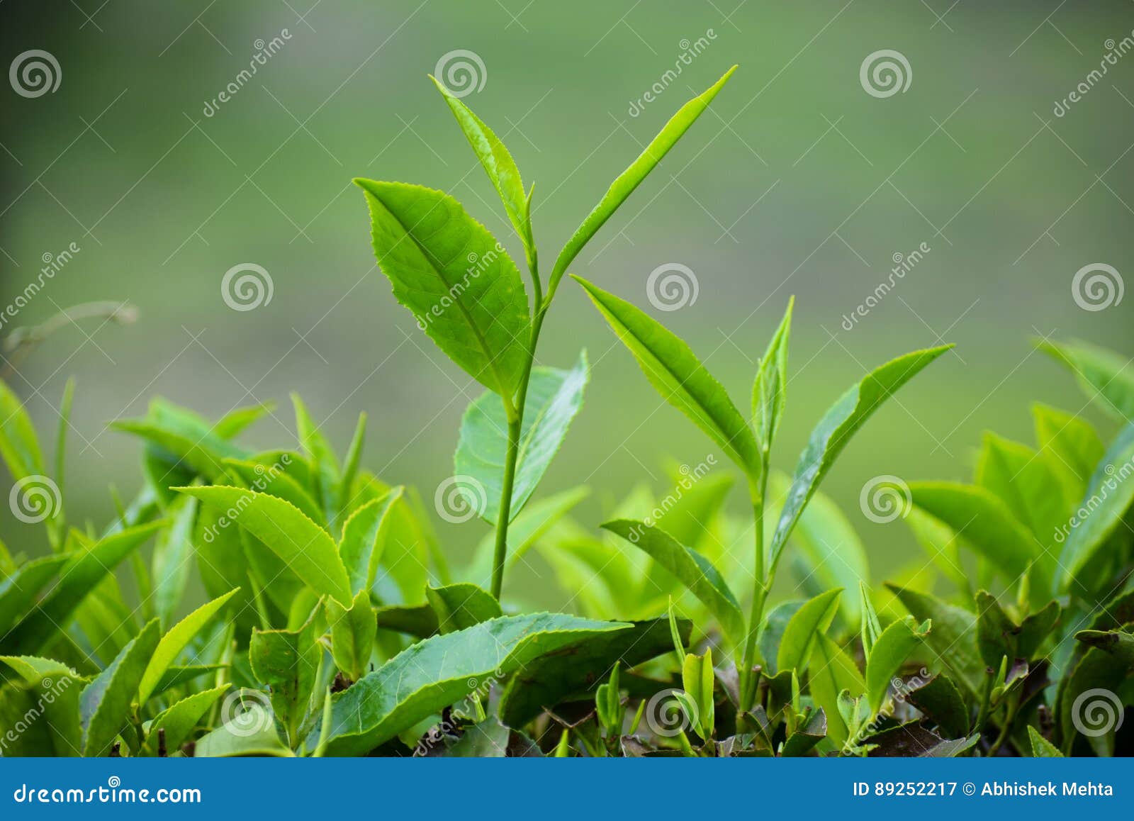 Tea leaves stock image. Image of leaves, life, garden - 89252217
