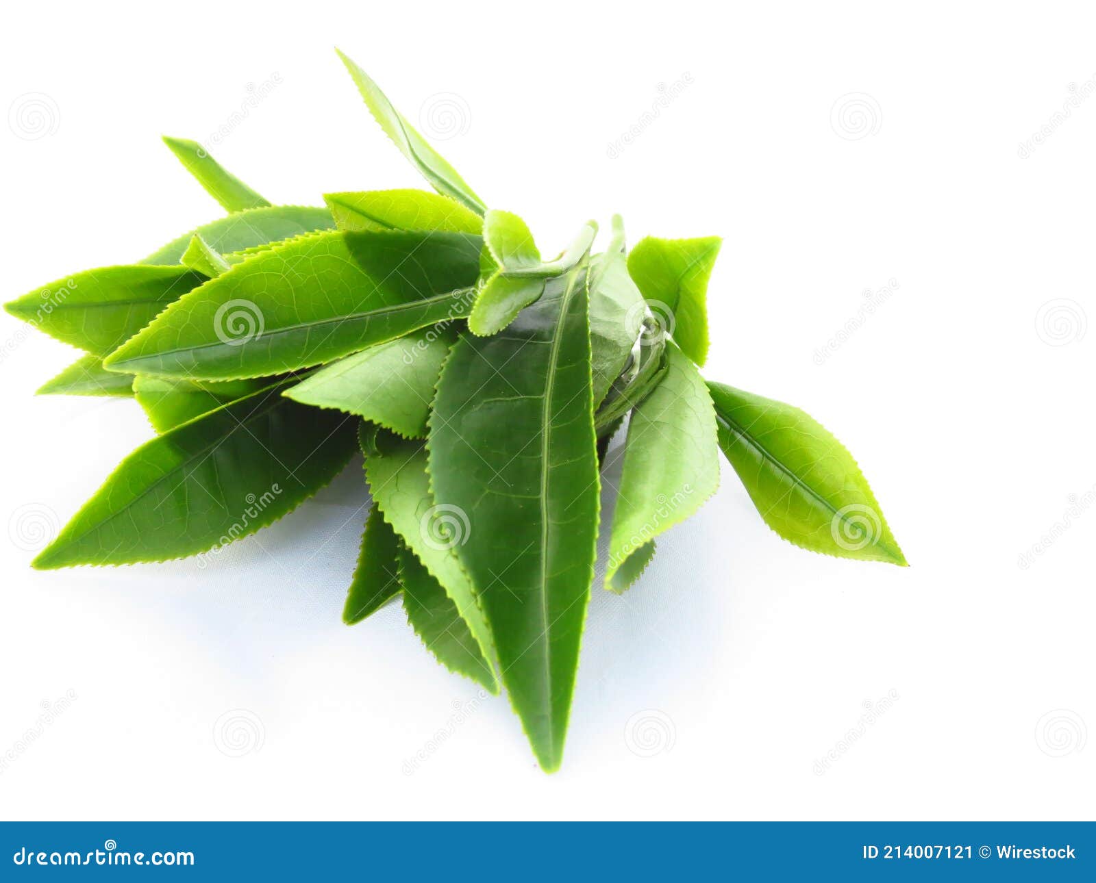 Tea Leaves Isolated in the White Background with a Light Blue Shade ...