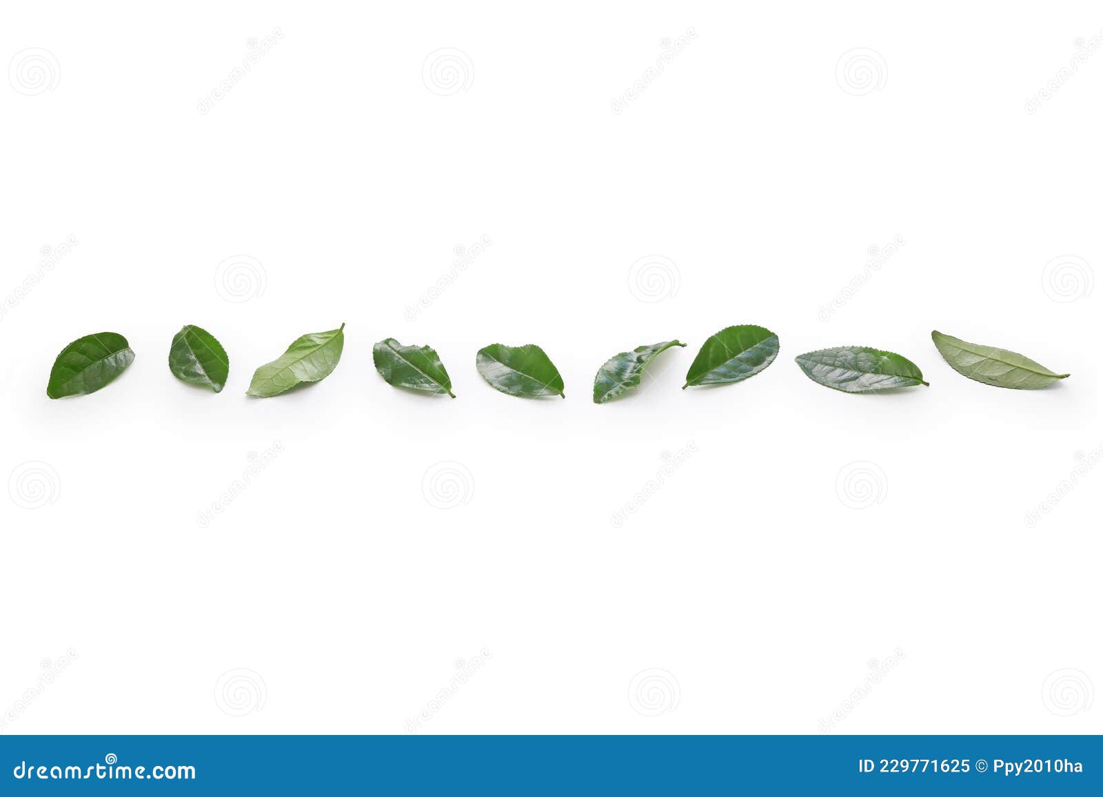 Tea leaves stock image. Image of concept, oriental, pattern - 229771625