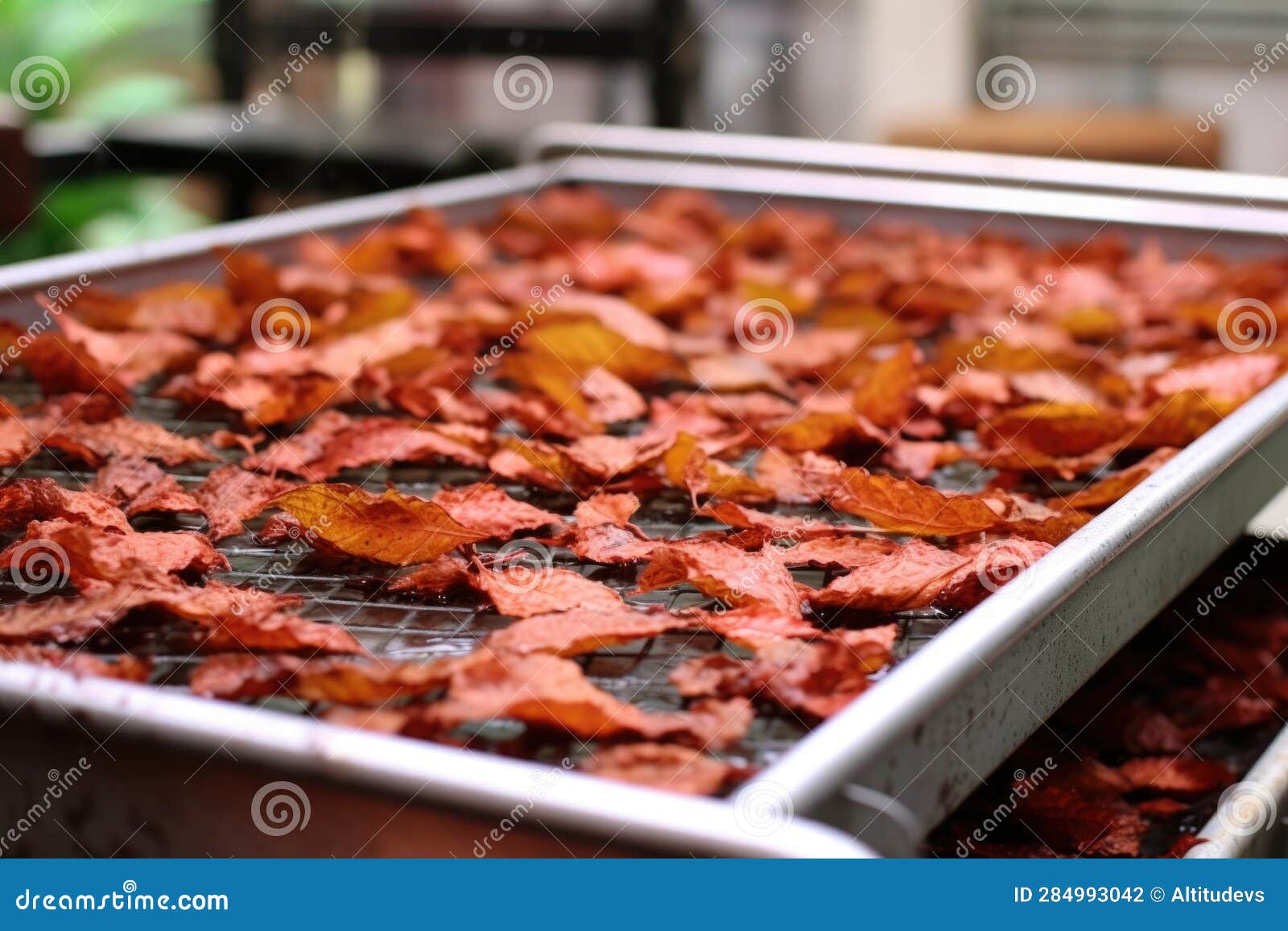 Tea Leaves Undergoing Oxidation Process on Trays Stock Illustration ...