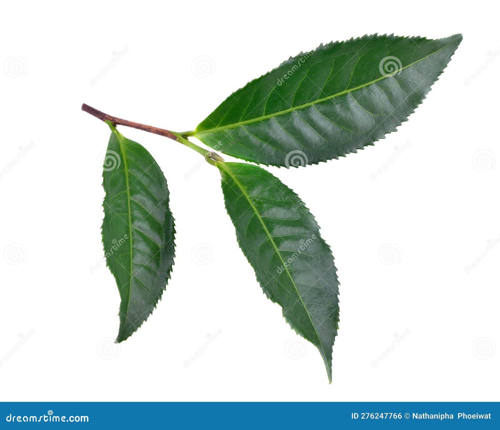 Tealeaves on the White Groundback Stock Photo - Image of nature, macro ...