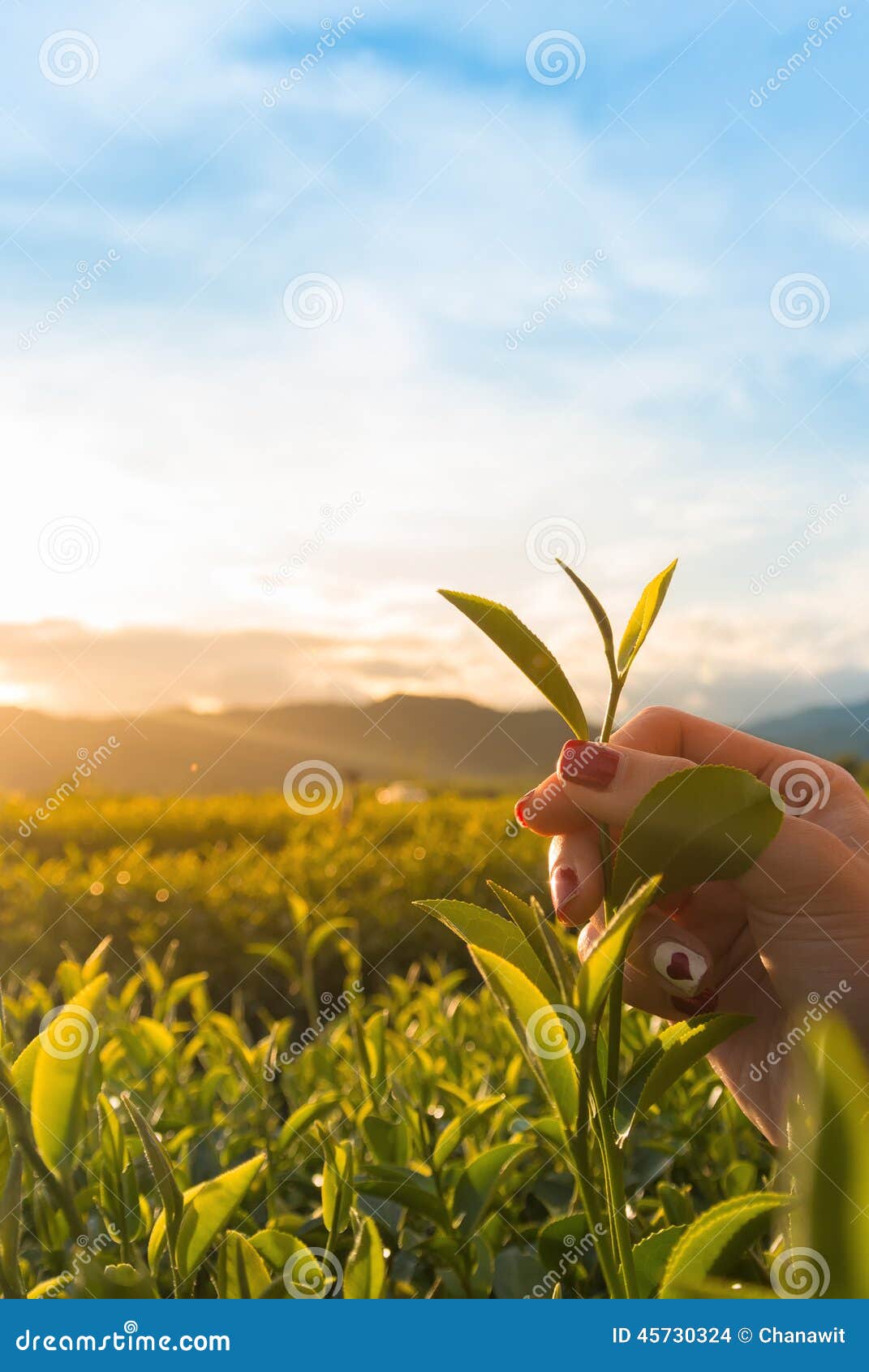 Tea lover stock photo. Image of lover, outdoors, rural - 45730324