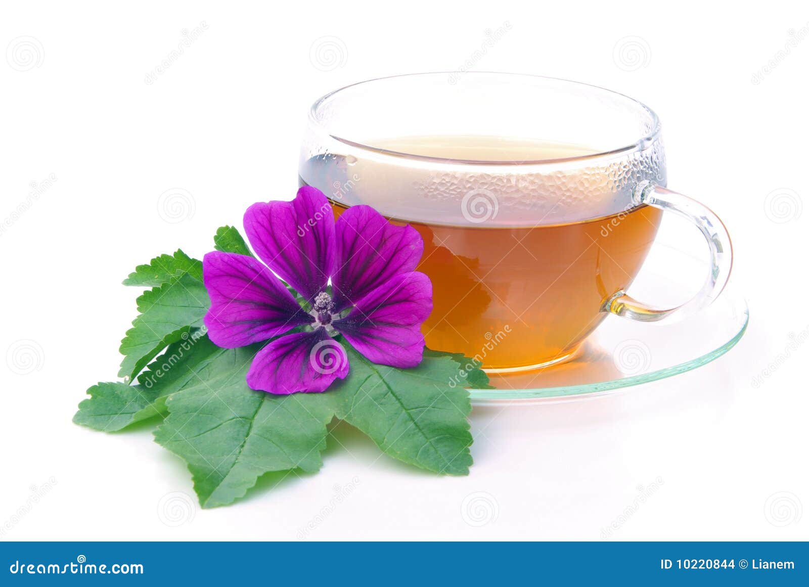 Tea malva stock photo. Image of plants, leaf, common - 10220844