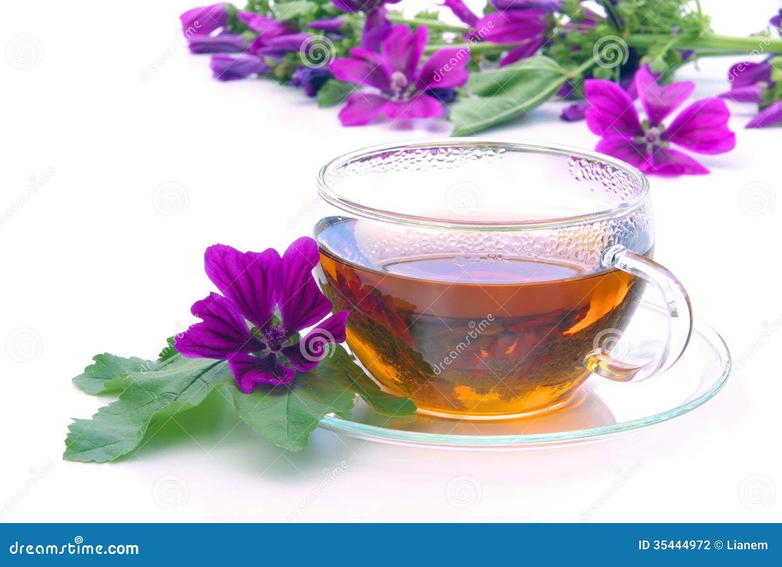 Tea malva stock photo. Image of plants, herbs, drink - 35444972