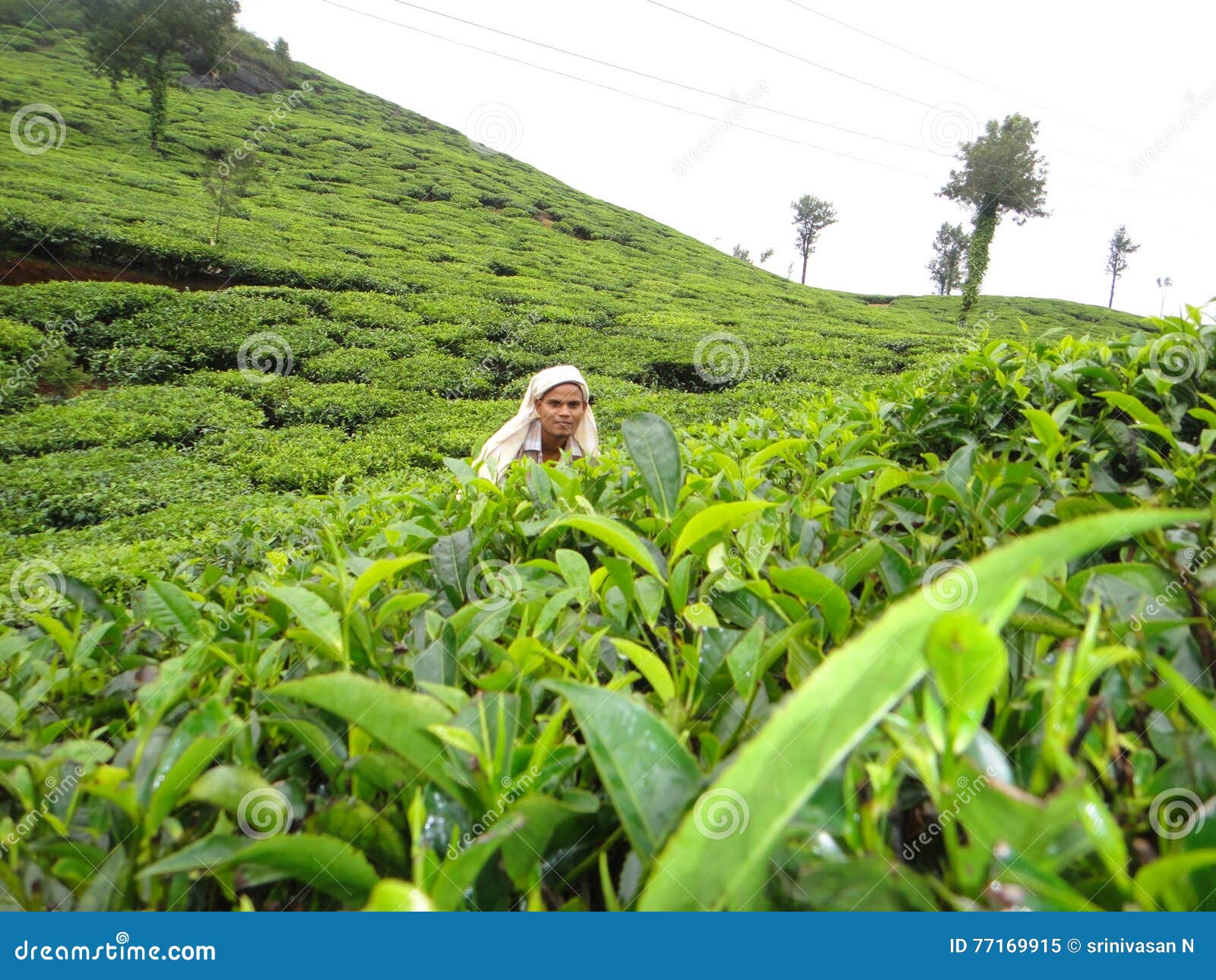 Tea editorial image. Image of nature, standing, green - 77169915