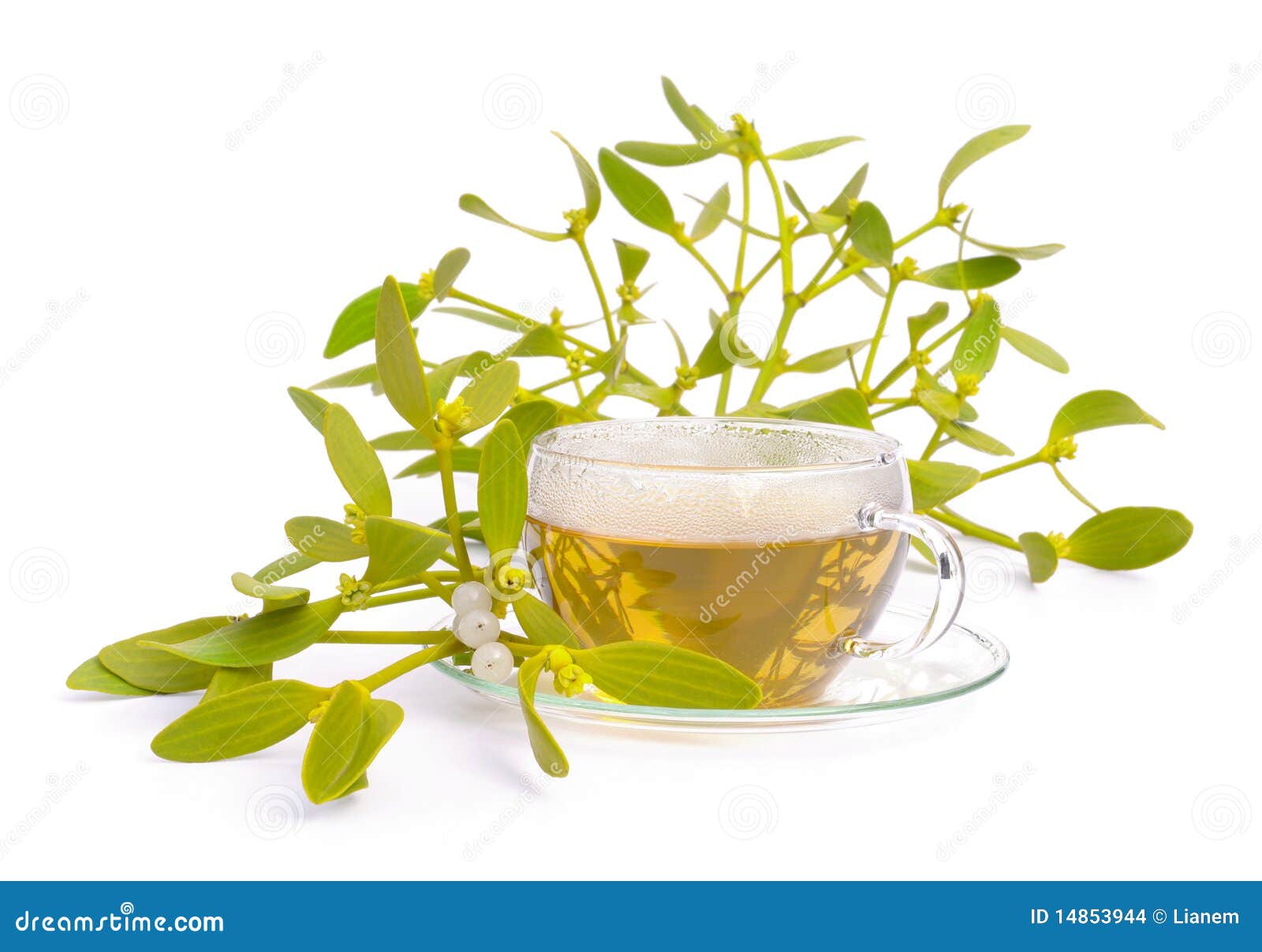 Tea mistletoe stock photo. Image of plant, twig, green - 14853944