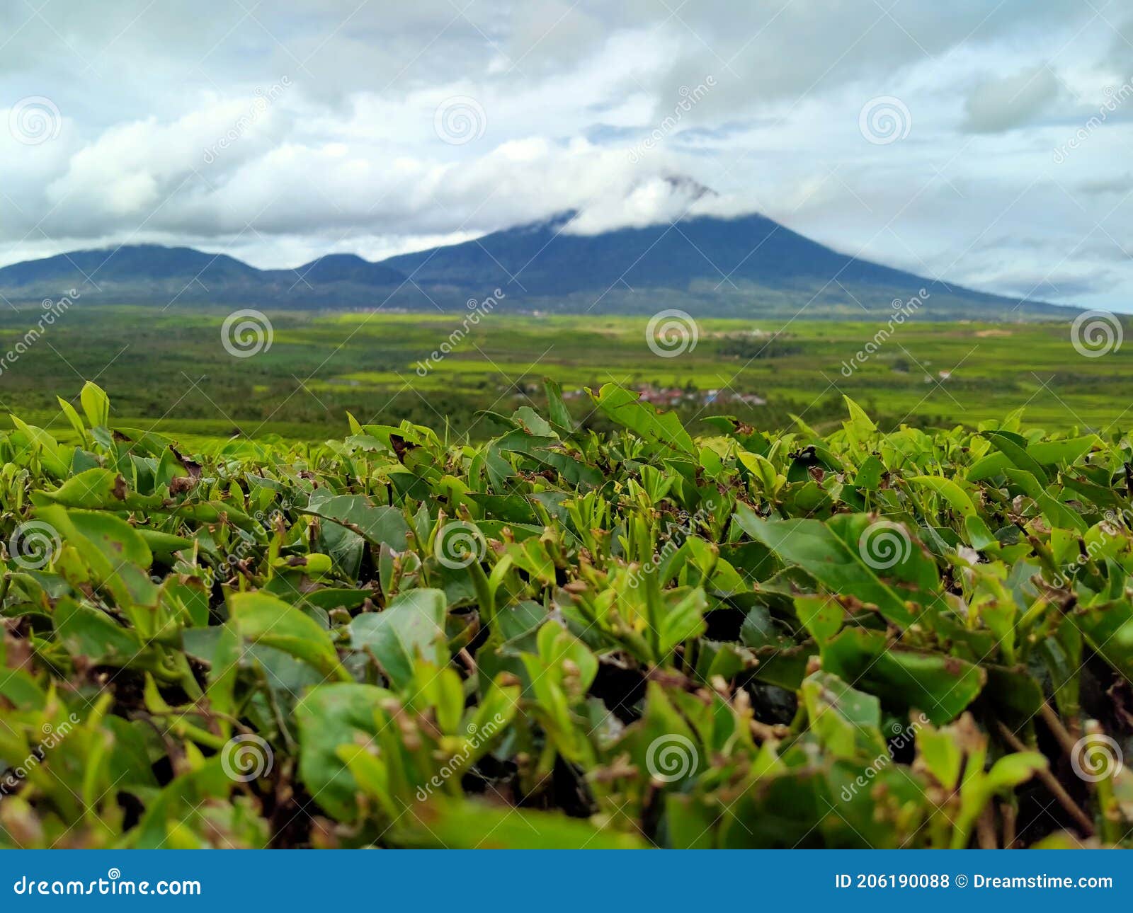 Tea and Mountain stock photo. Image of nature, garden - 206190088
