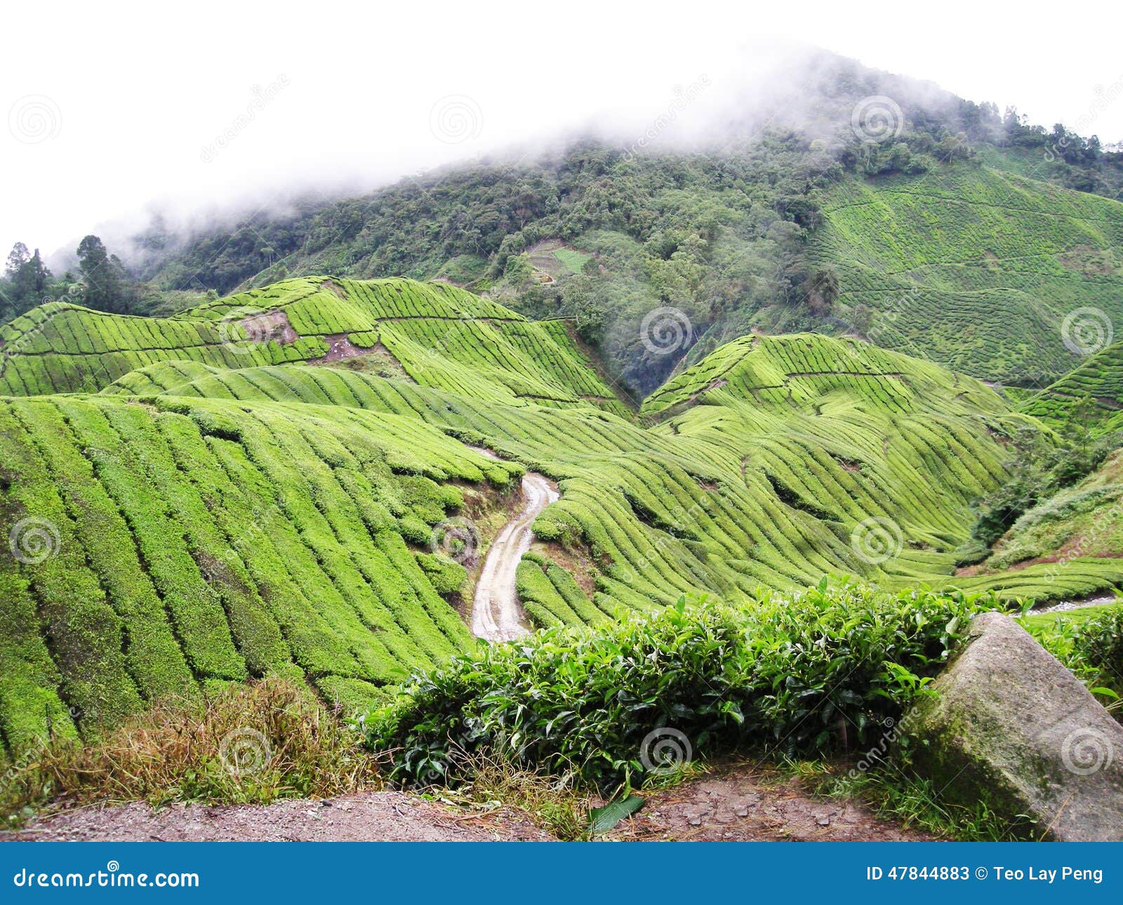 Tea mountain of garden stock image. Image of complex - 47844883