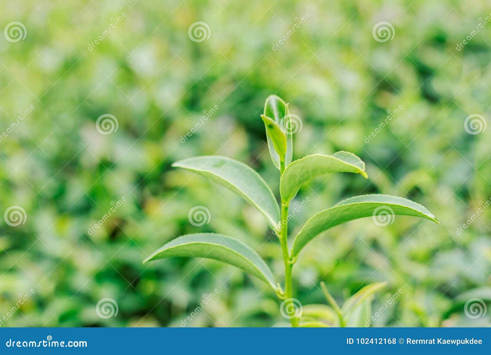 Tea with Nature Background. Stock Photo - Image of agriculture, leaves ...