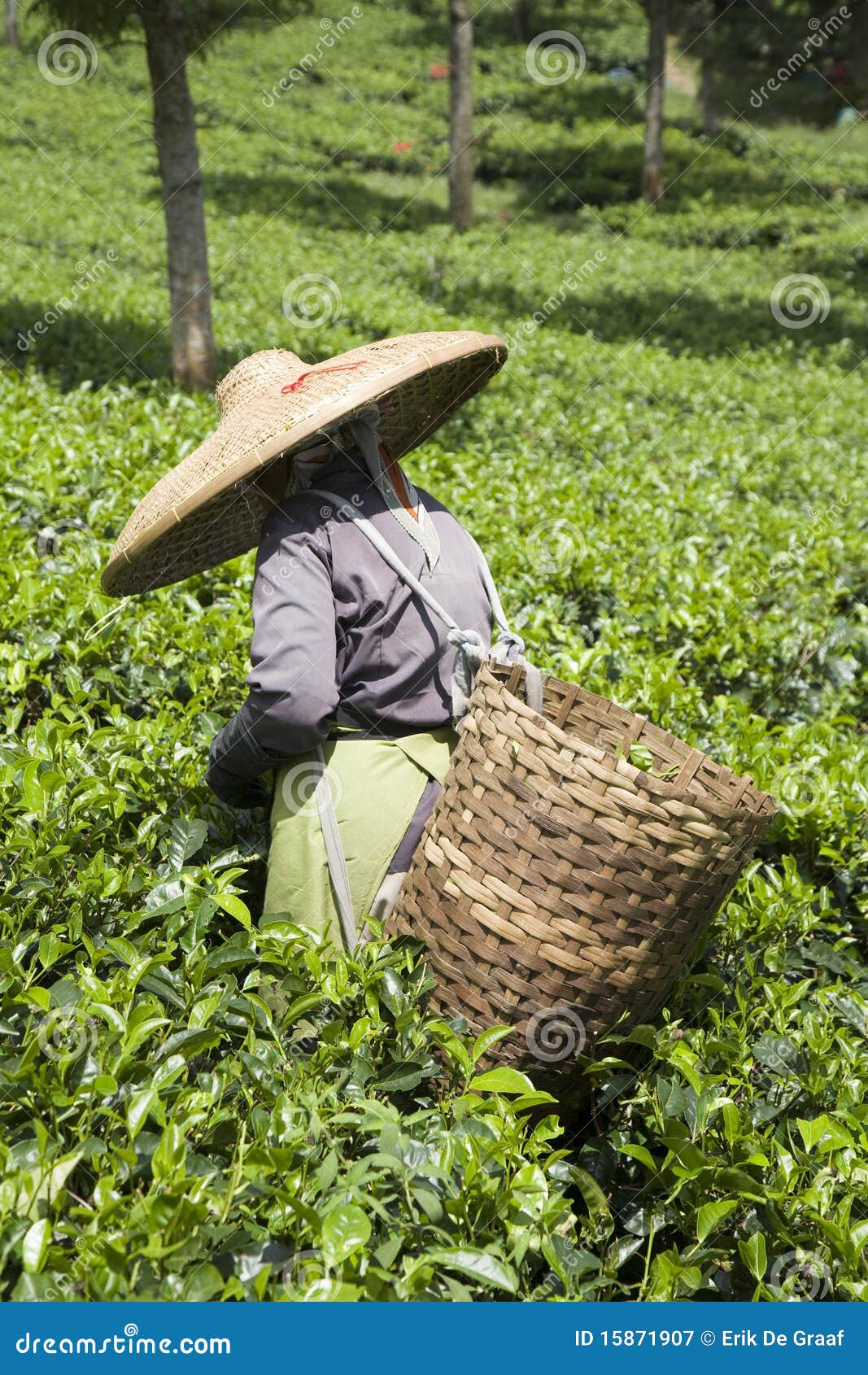 Tea picker stock image. Image of crop, leaves, plants - 15871907