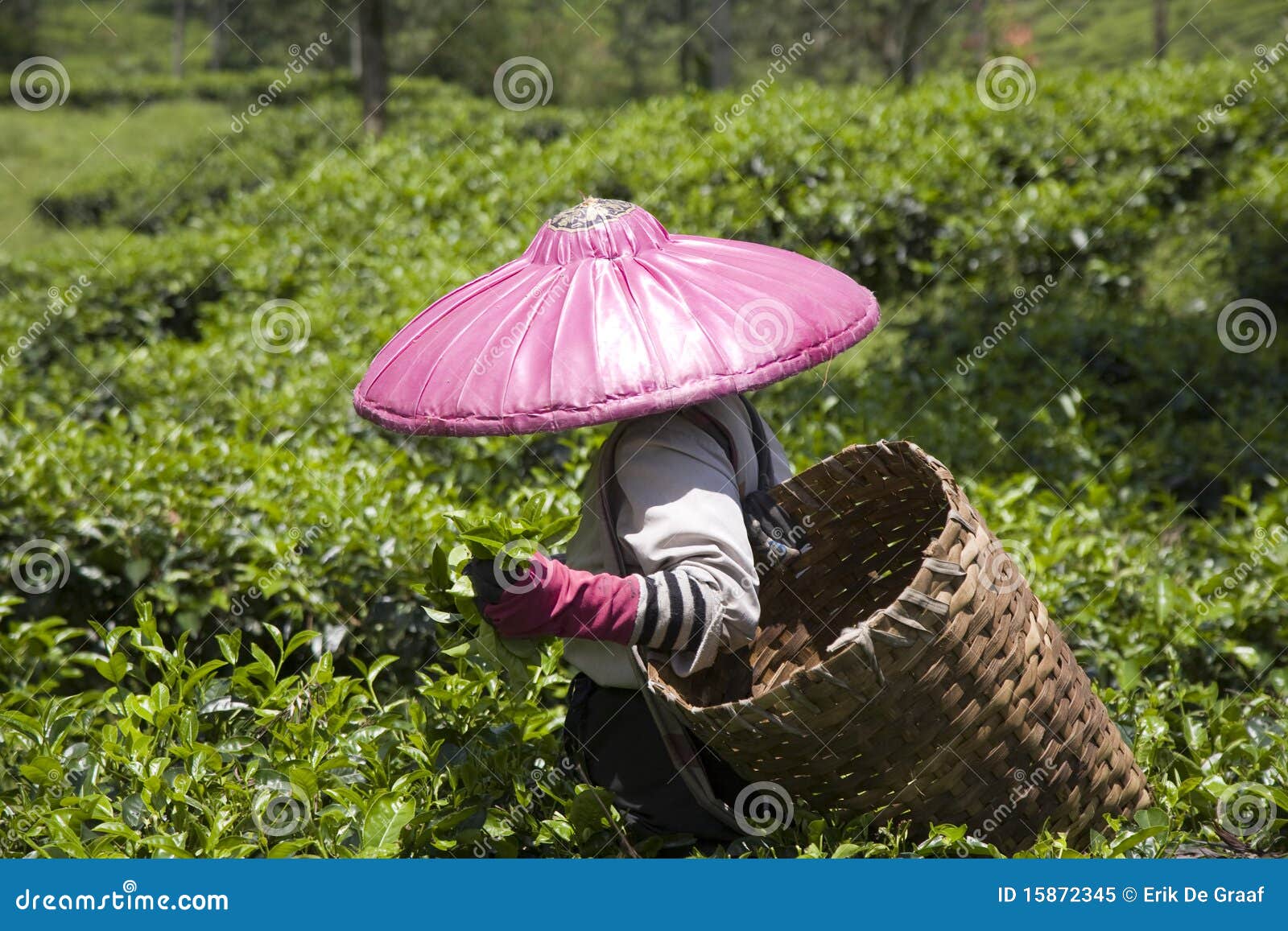 Tea picker stock image. Image of picking, java, woman - 15872345