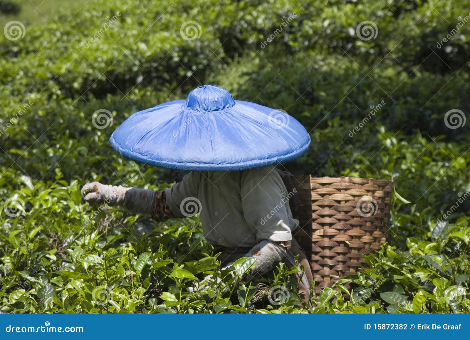 Tea picker stock photo. Image of field, plants, leaves - 15872382