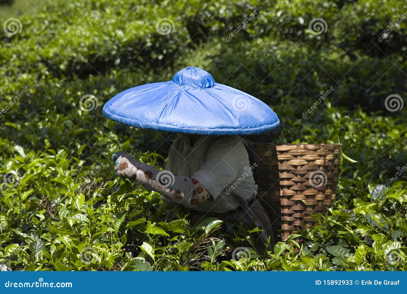 Tea picker stock image. Image of indonesia, asia, harvesting - 15892933