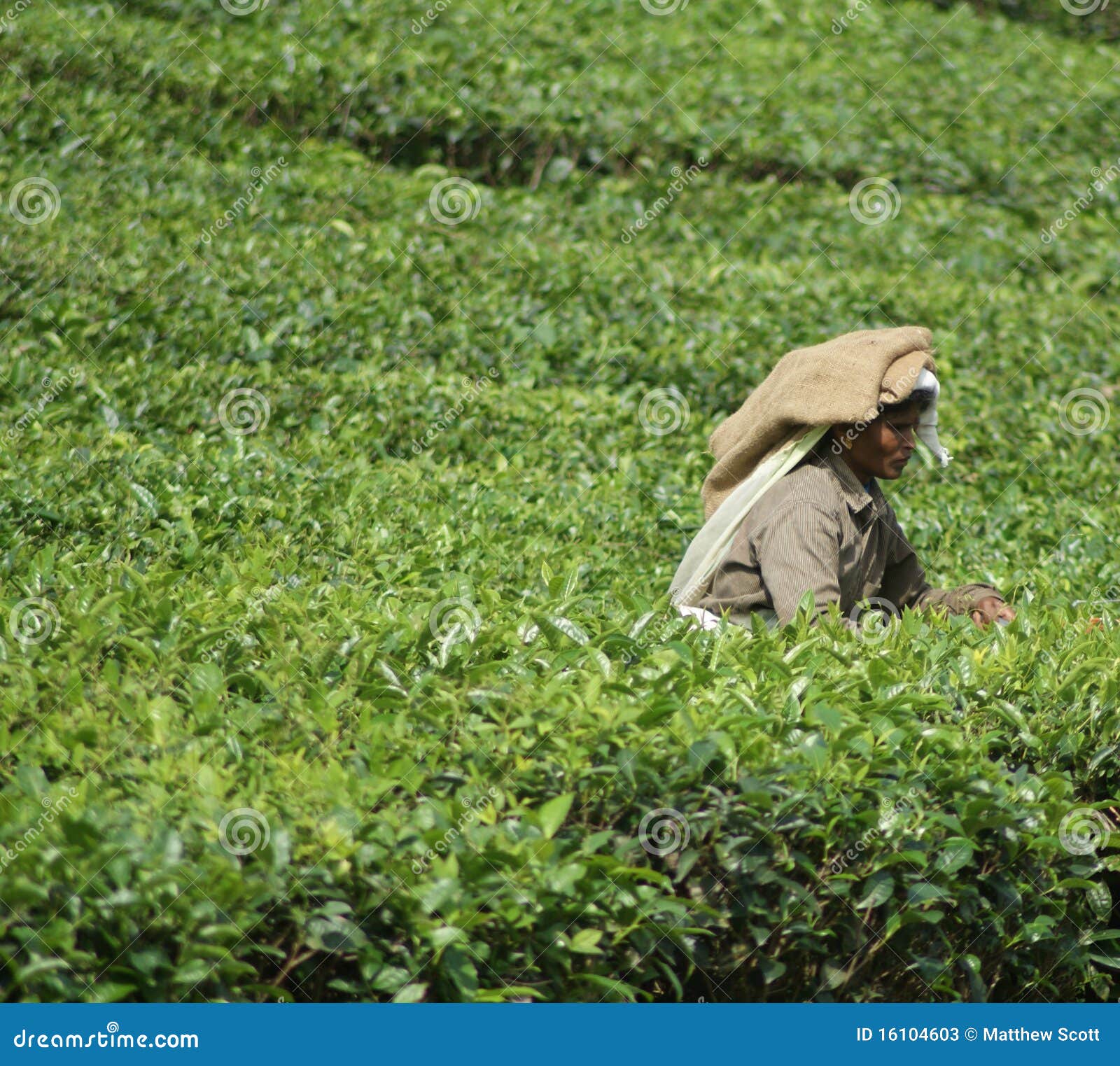 Tea picker editorial stock photo. Image of green, lady - 16104603