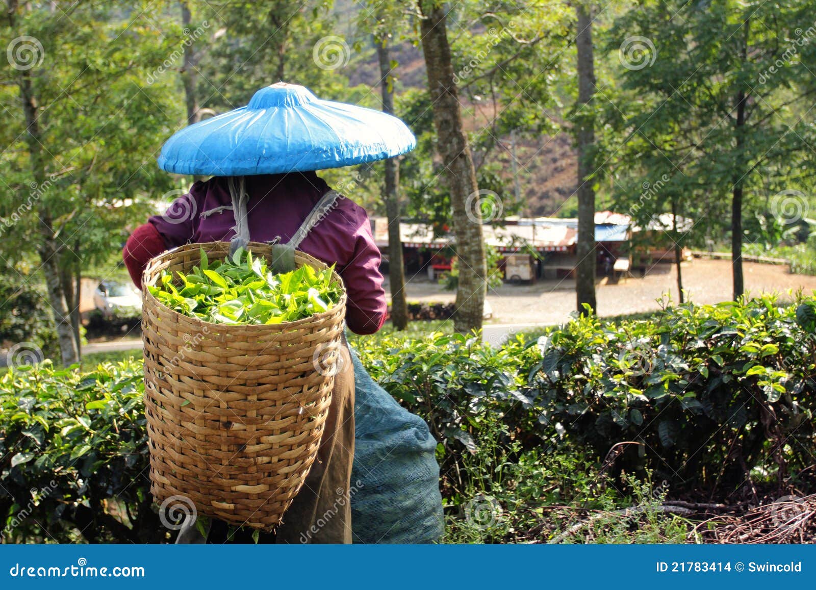 Tea picker editorial stock image. Image of puncak, indonesia - 21783414