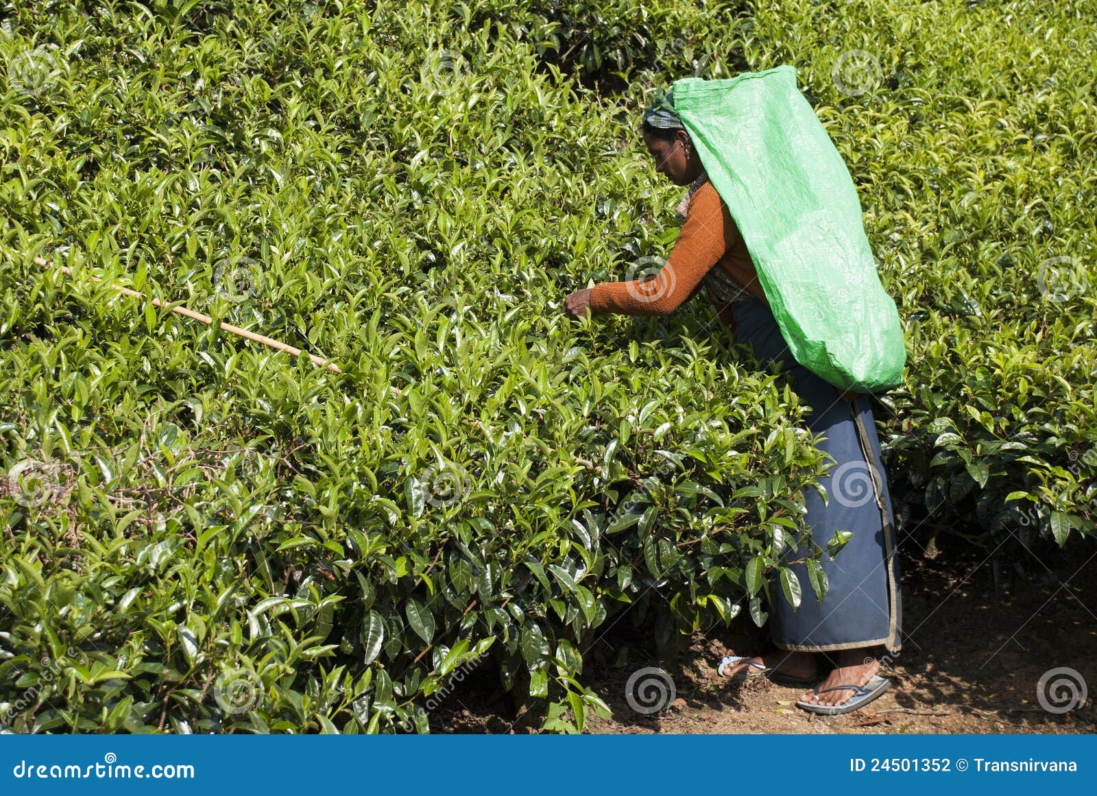 Tea Picker editorial photography. Image of field, hand - 24501352