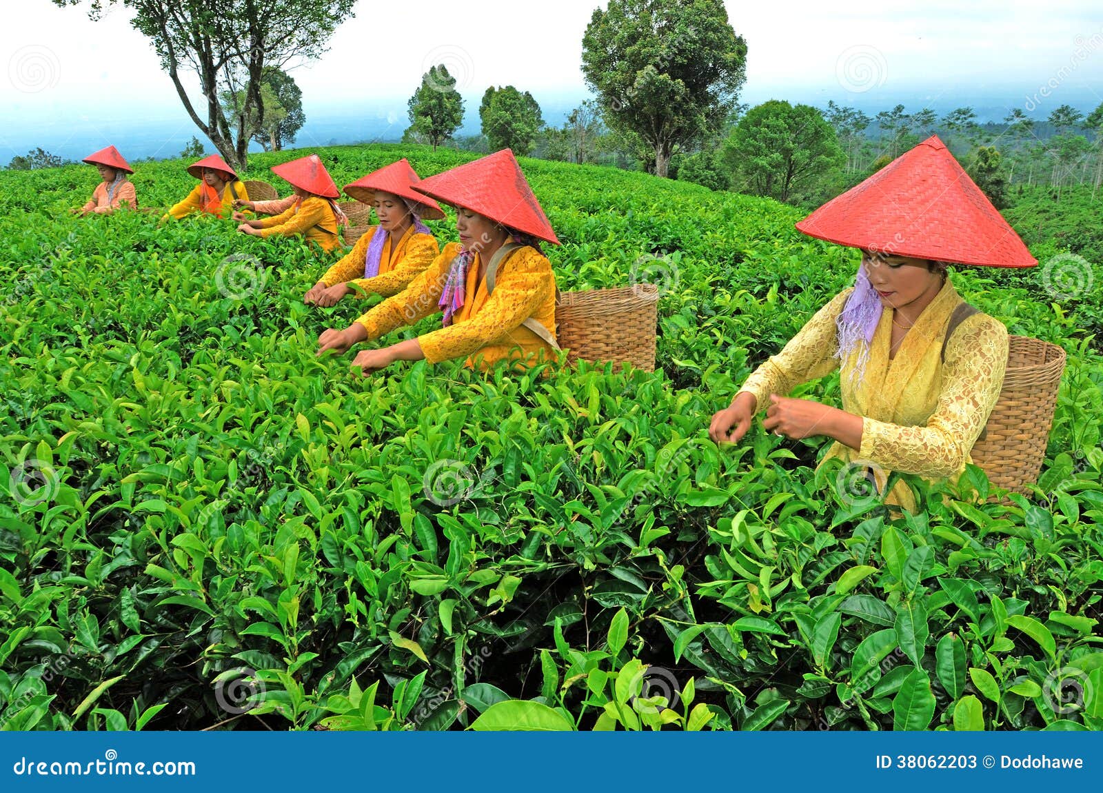 Tea picker editorial stock photo. Image of fresh, highland - 38062203