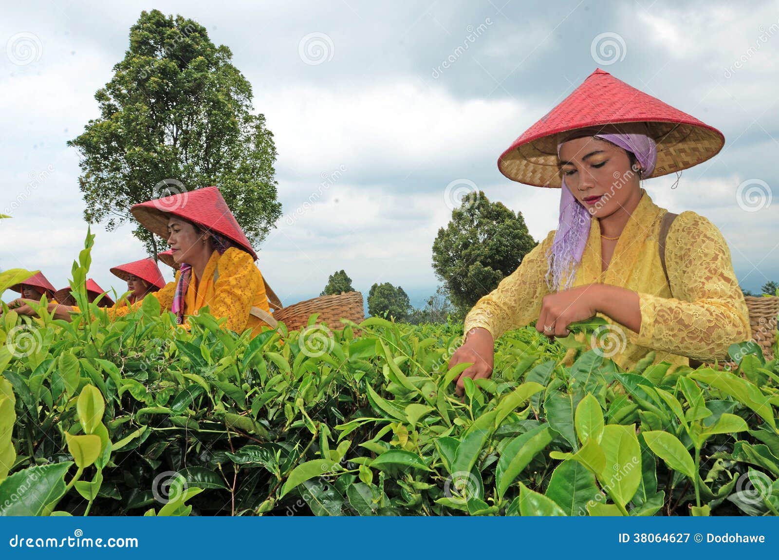 Tea picker editorial photography. Image of culture, hill - 38064627