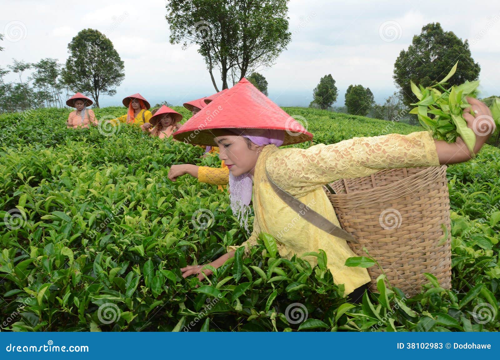 Tea picker editorial stock photo. Image of leaf, culture - 38102983