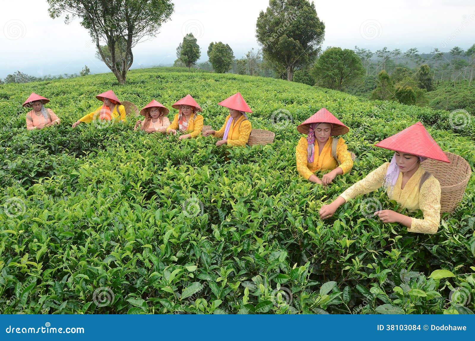 Tea picker editorial stock image. Image of herb, flora - 38103084