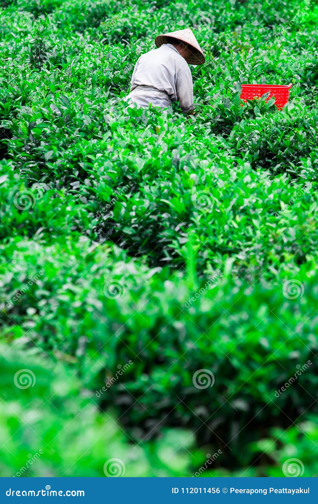 Tea Picker Picking Tea Leaf on Plantation. Editorial Photo - Image of ...