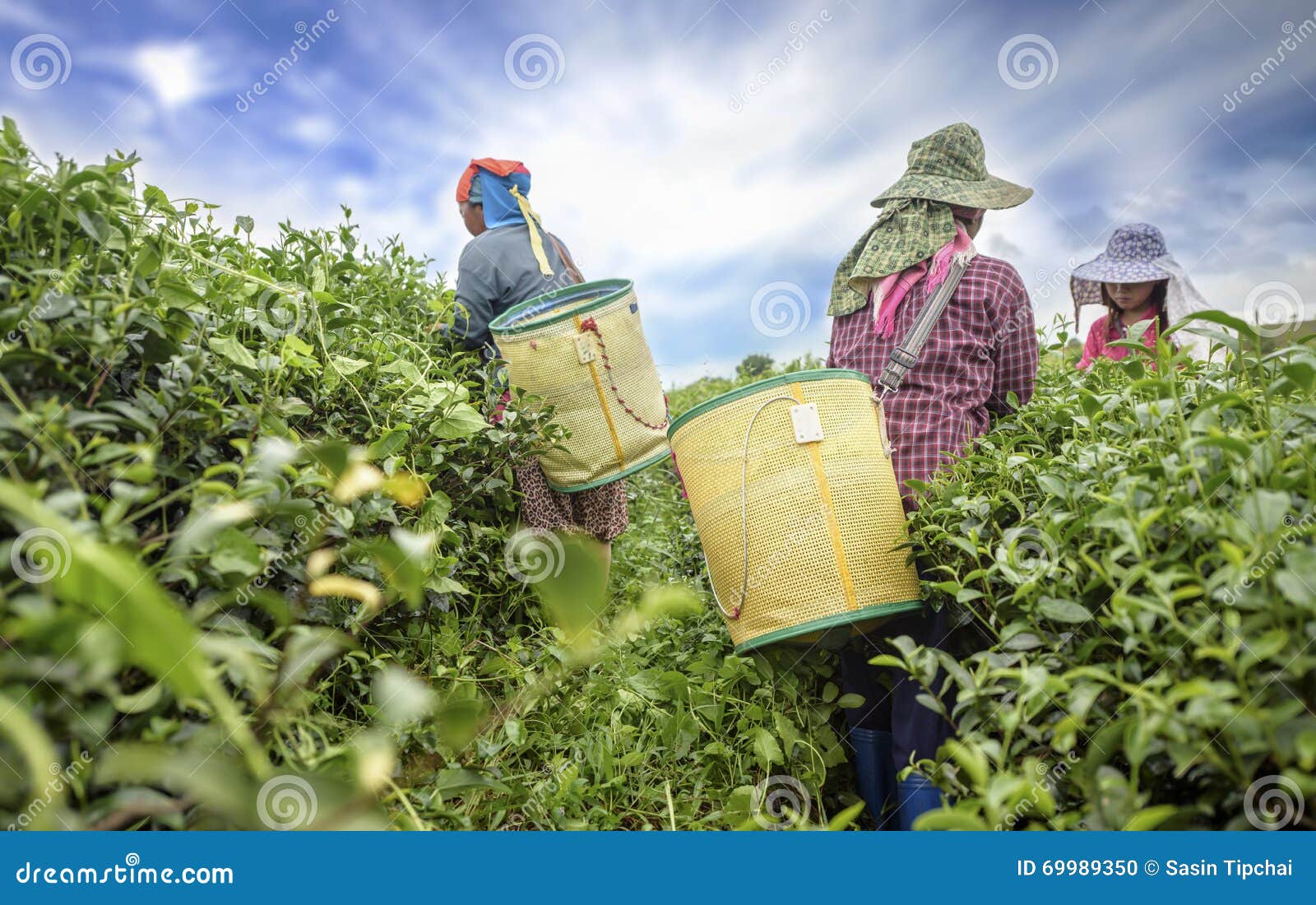 Tea Picker Picking Tea Leaf on Plantation Stock Photo - Image of chiang ...