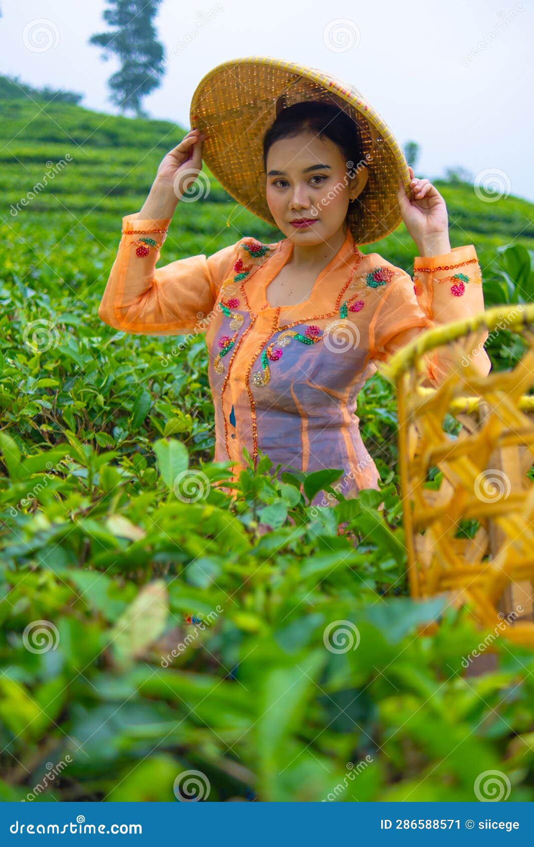 A Tea Picker Posing among the Tea Gardens with a Basket and a Bamboo ...