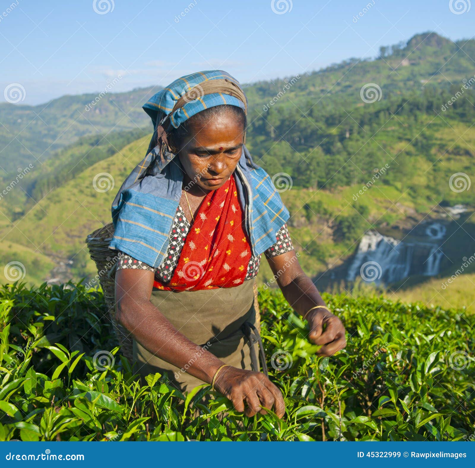 Tea Picker. Woman In Tea Plantation Picking The Young Tea Leaves ...