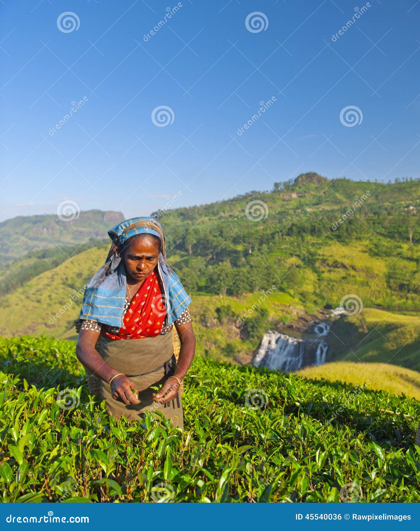 Tea Picker. Woman In Tea Plantation Picking The Young Tea Leaves ...