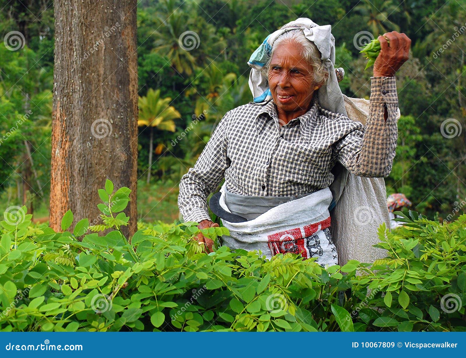 Tea Picker at Work editorial stock image. Image of asian - 10067809