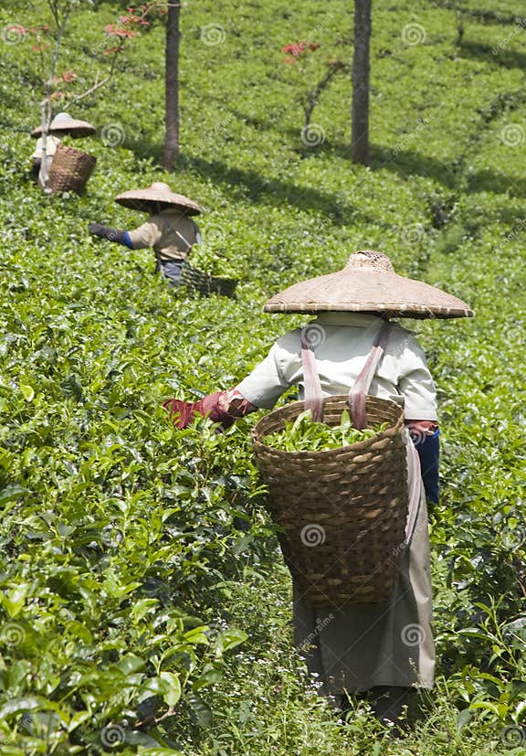 Tea pickers stock photo. Image of harvesting, leaves - 15872246