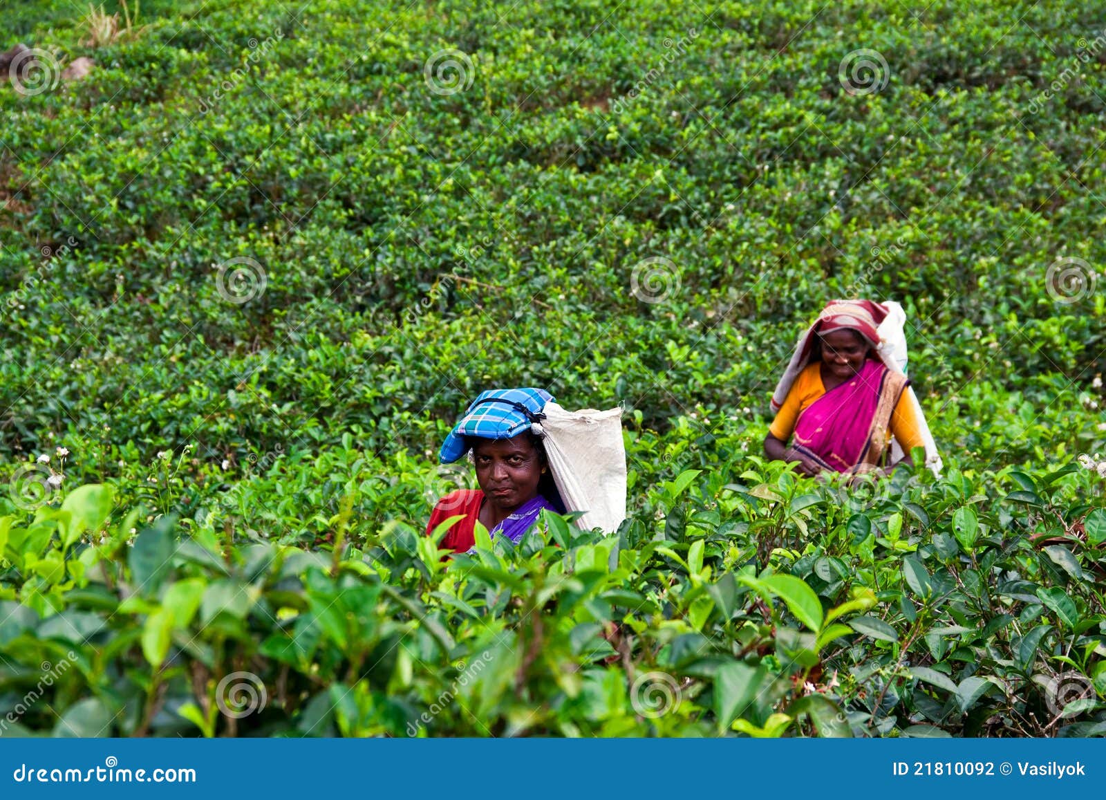 Tea pickers editorial photography. Image of leaf, plantation - 21810092