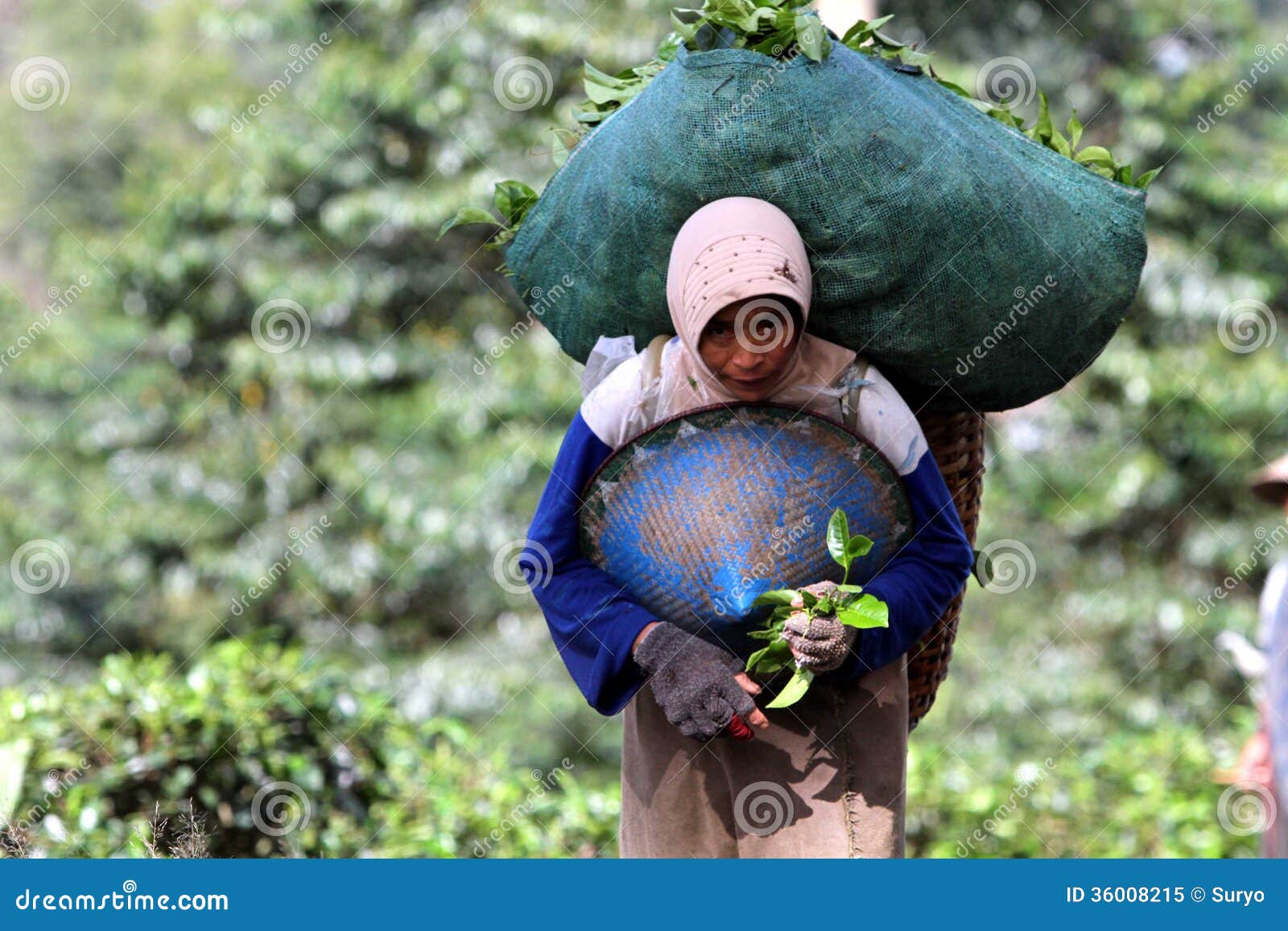 Tea pickers editorial image. Image of java, solo, picker - 36008215