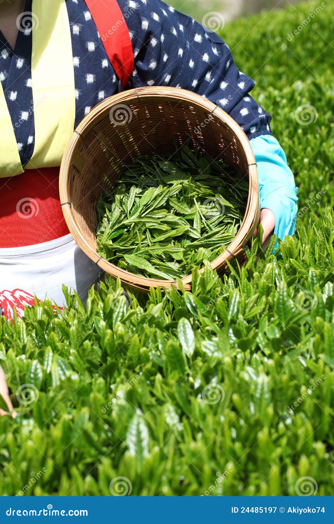 Tea picking stock image. Image of farmer, business, lady - 24485197