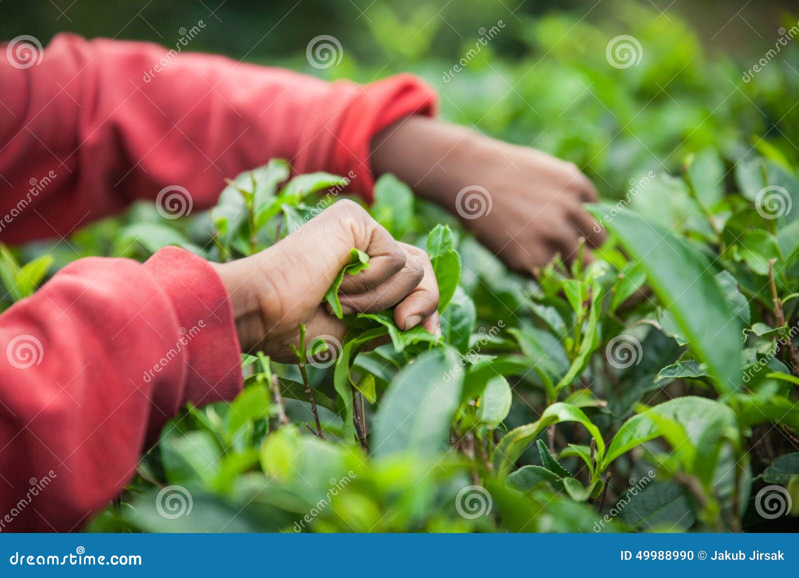 Tea picking stock photo. Image of farm, traditional, agronomy - 49988990