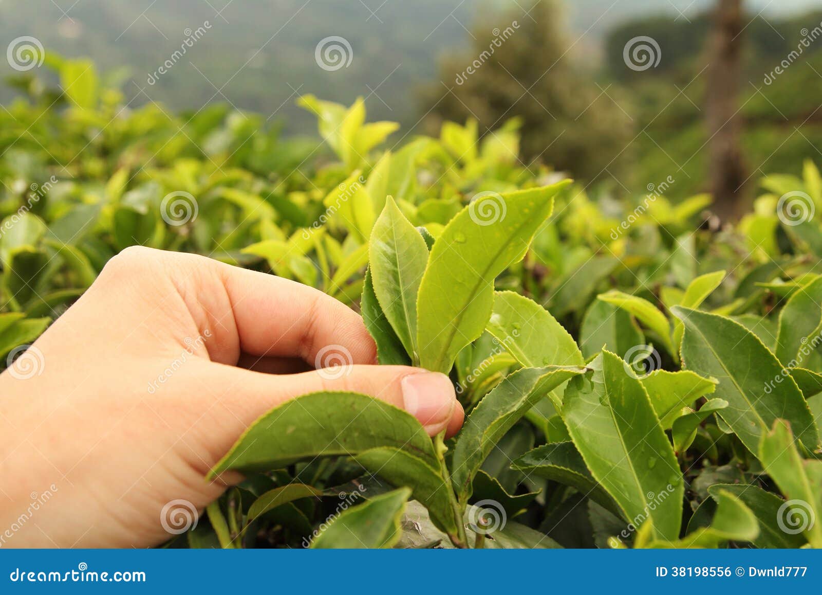 Tea picking hand stock photo. Image of ceylon, farm, green - 38198556