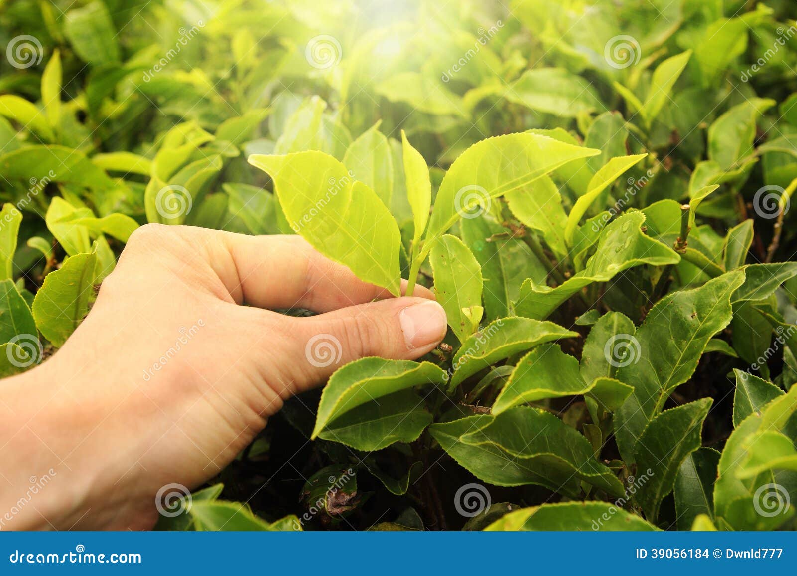 Tea picking hand stock photo. Image of malaysia, agriculture - 39056184