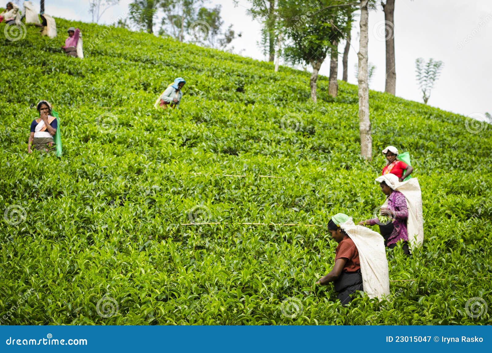 Tea Picking in Sri Lanka Hill Country Editorial Photography - Image of ...
