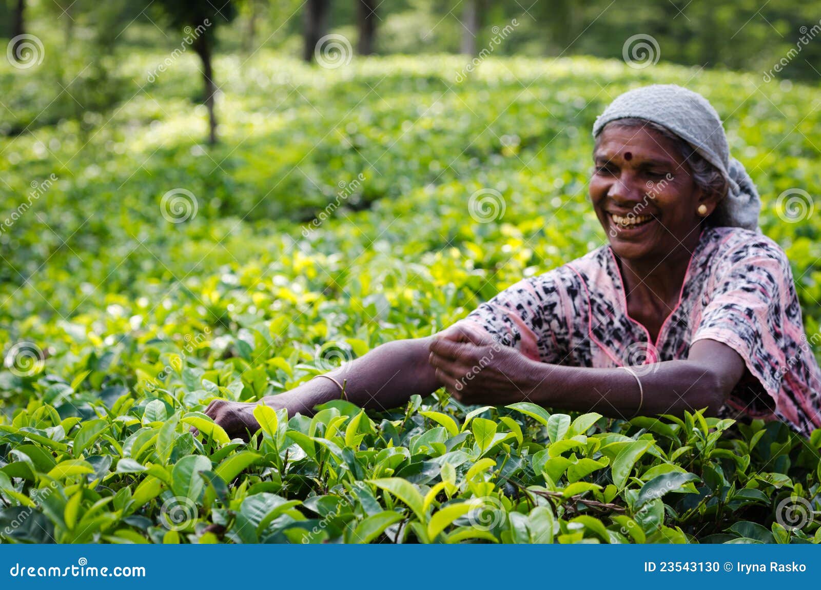 Tea Picking in Sri Lanka Hill Country Editorial Image - Image of ...