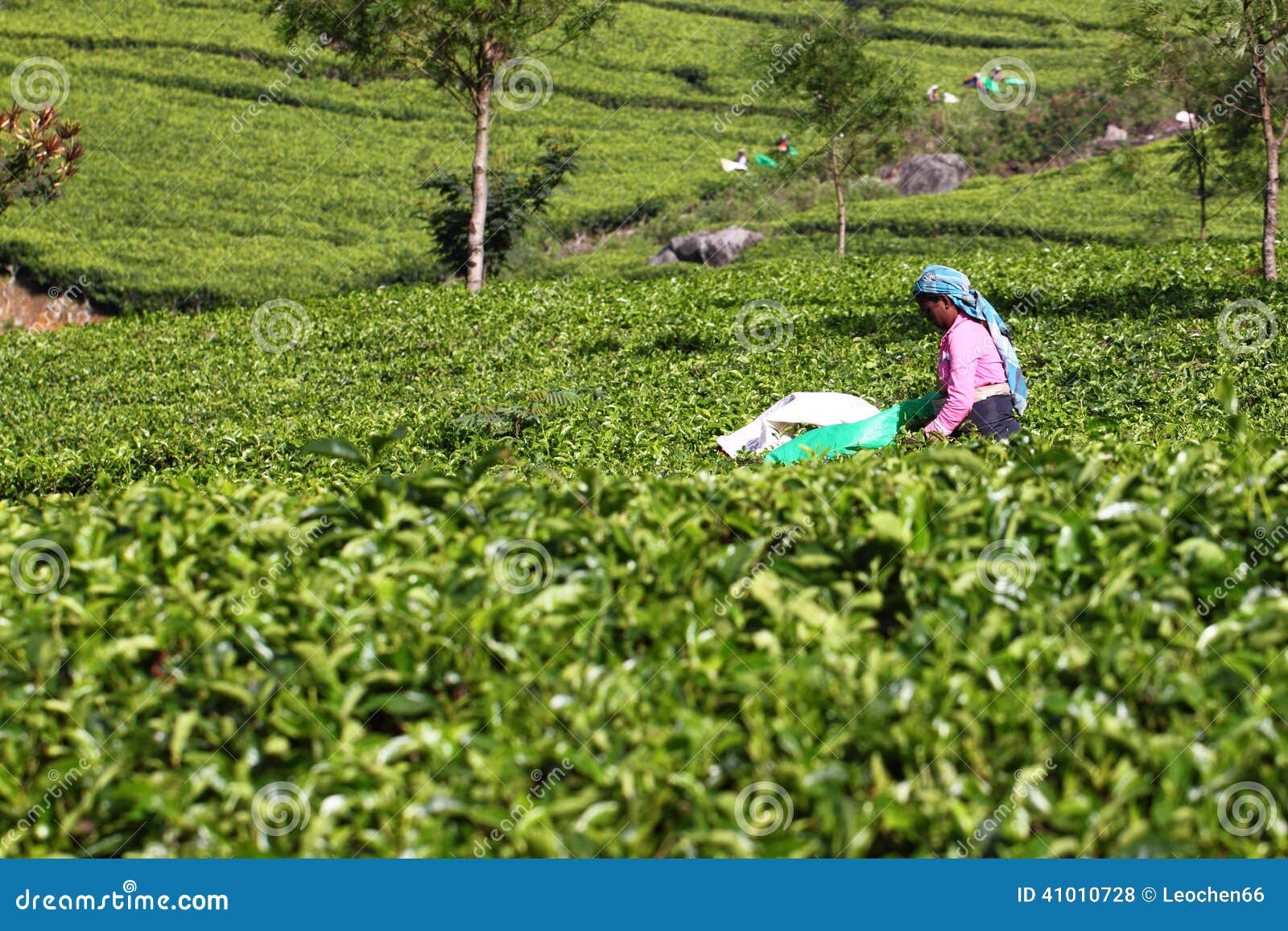 Tea picking editorial stock photo. Image of lanka, picking - 41010728