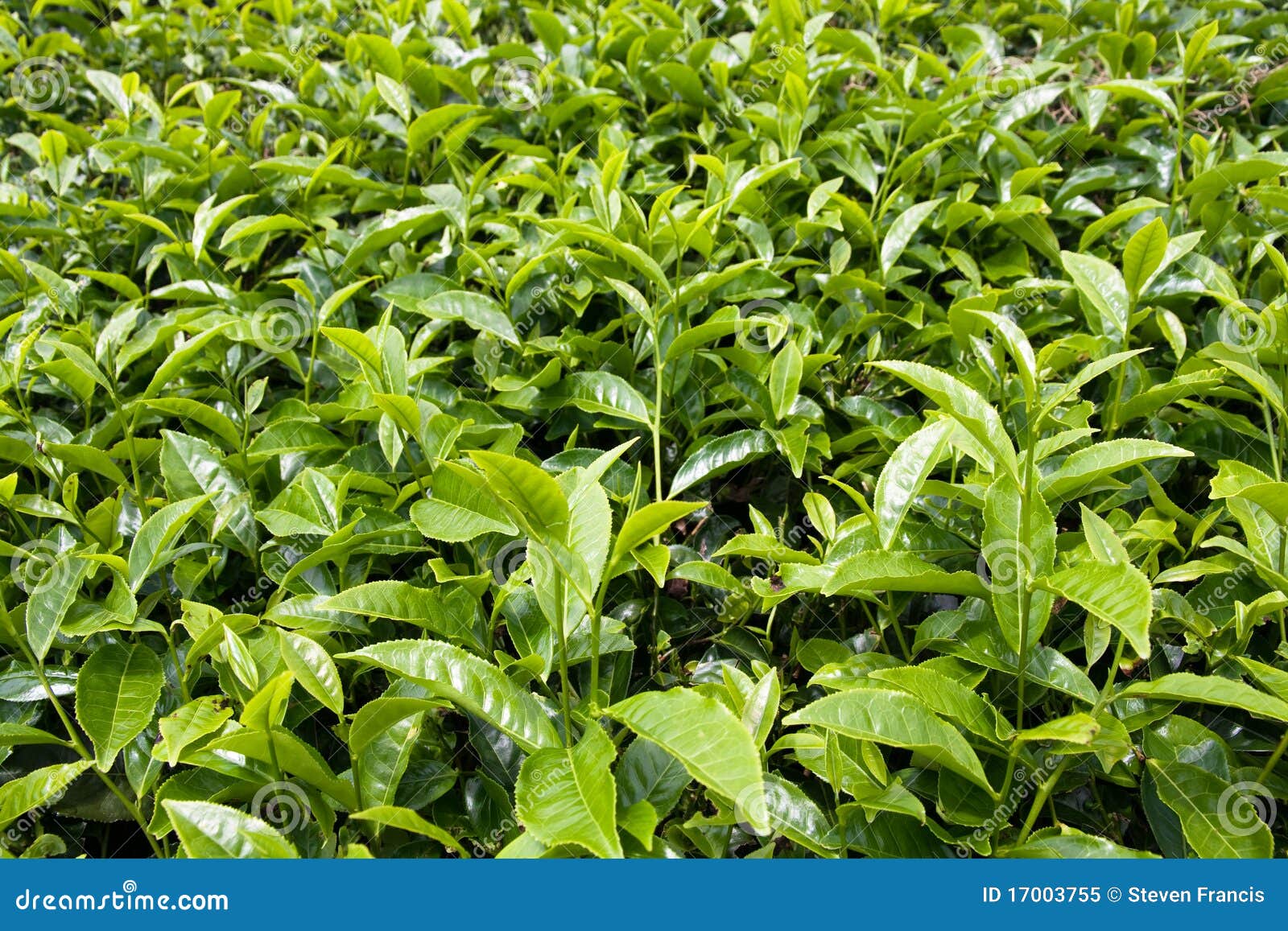Tea Plant stock image. Image of highlands, cameron, tree - 17003755