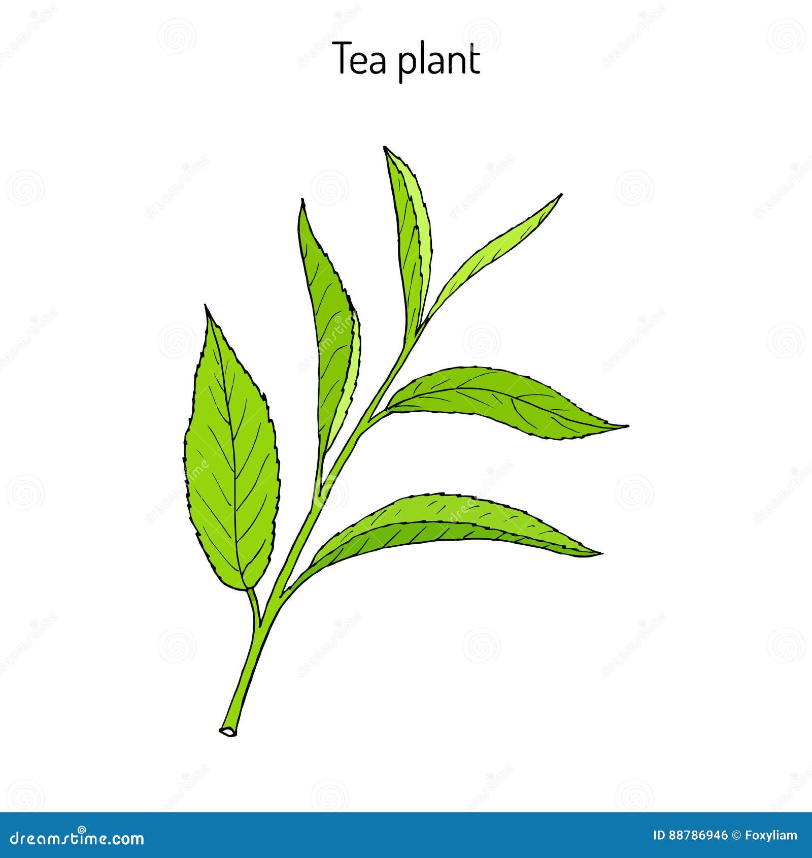 Tea Plant Diagram