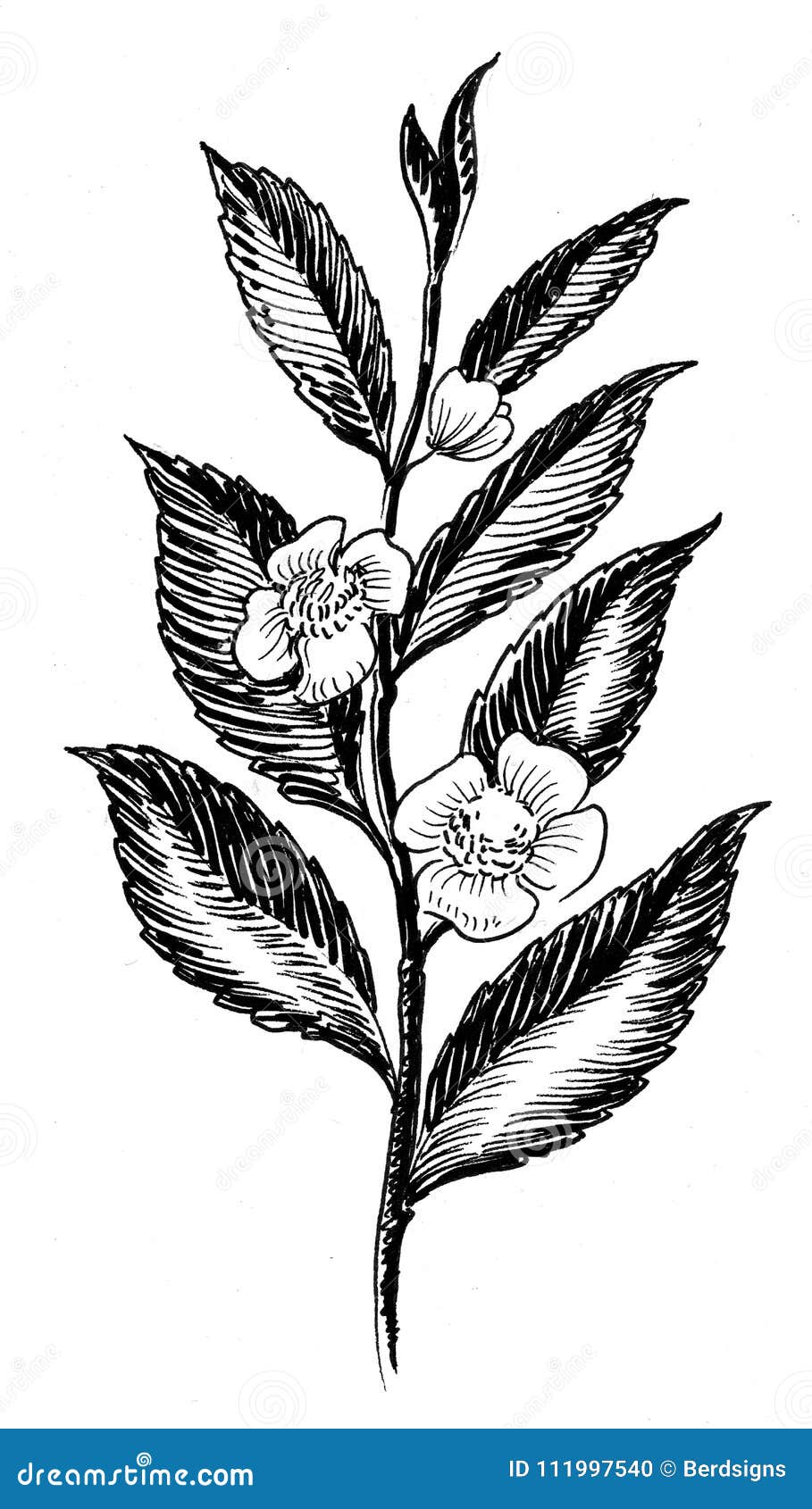 Tea plant stock illustration. Illustration of flowers - 111997540